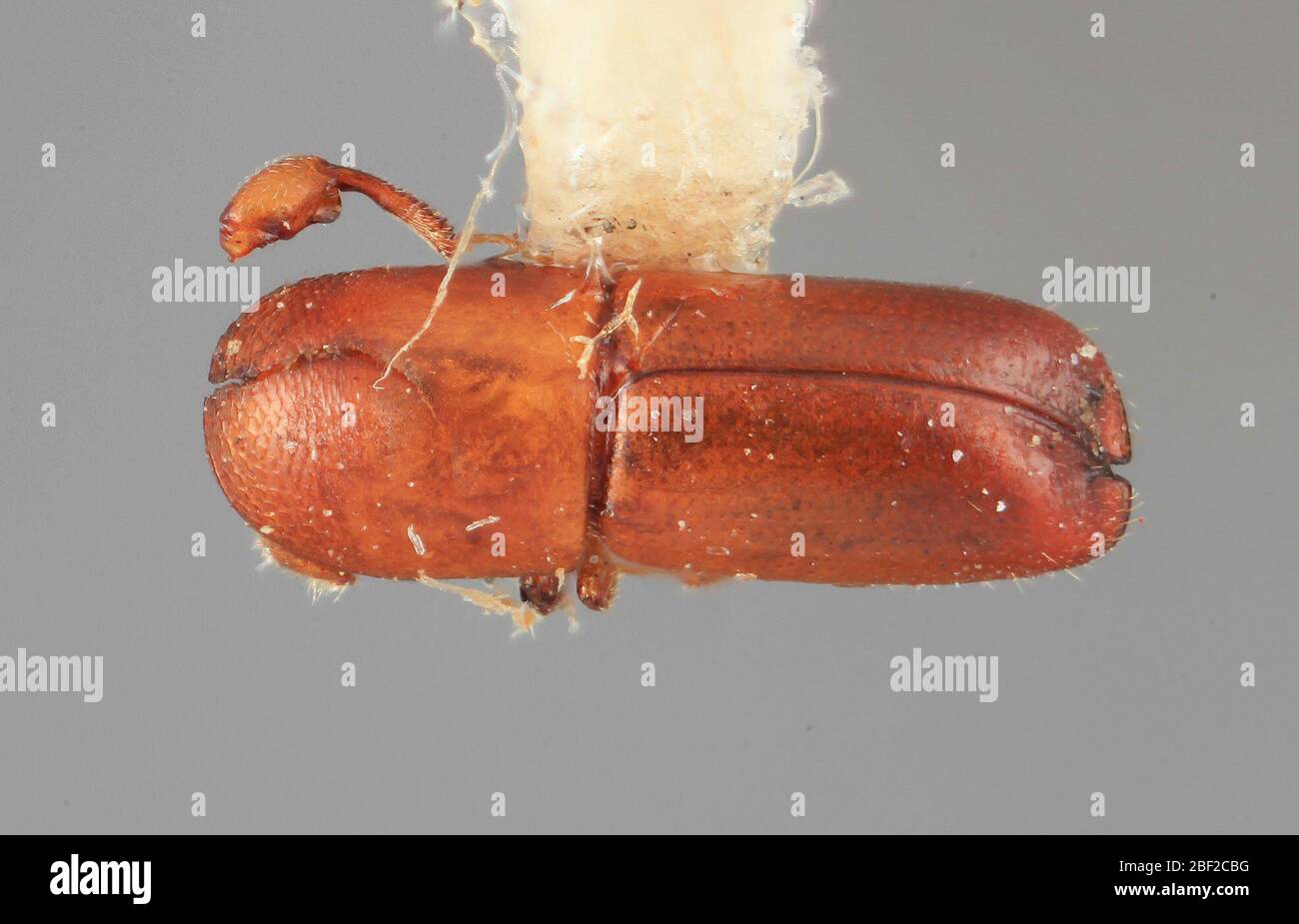 Monarthrum hi-res stock photography and images - Alamy