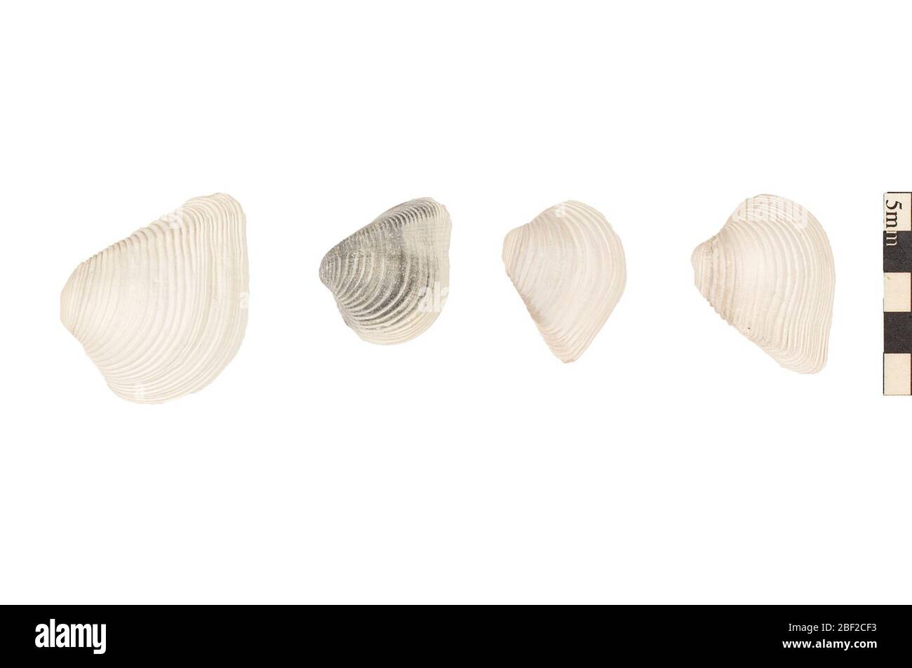 Clam fossils hi-res stock photography and images - Alamy