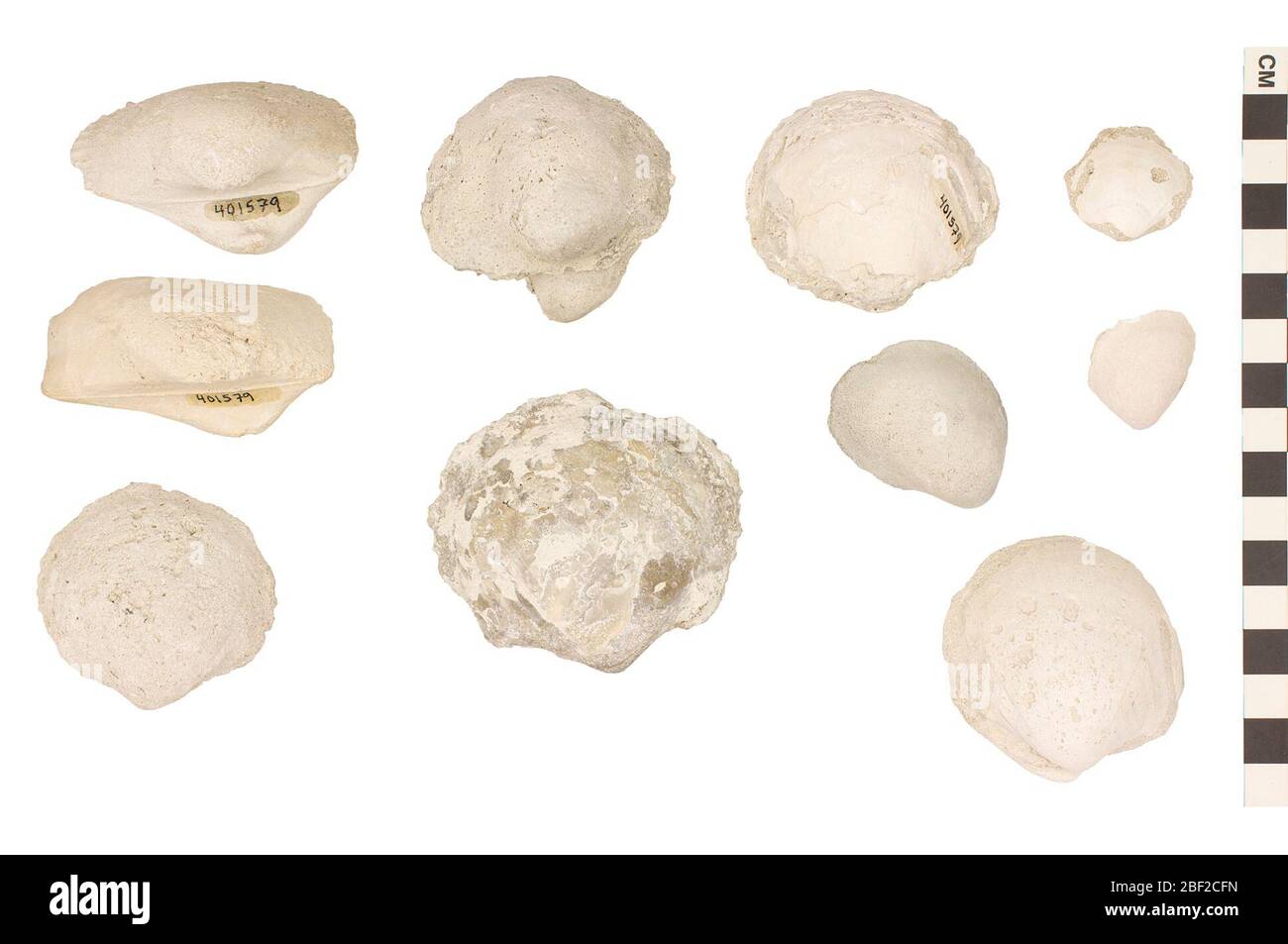 Various clam hi-res stock photography and images - Alamy