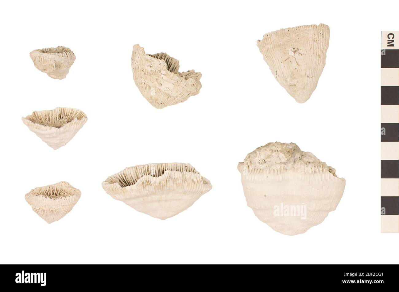 Coral. This object is part of the Education and Outreach collection ...