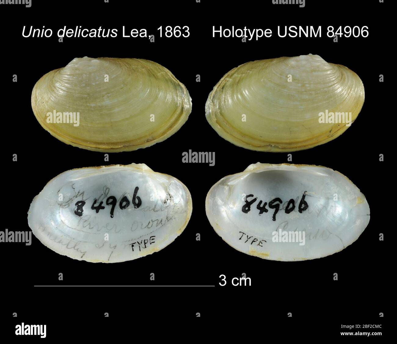 Delicatus hi-res stock photography and images - Alamy