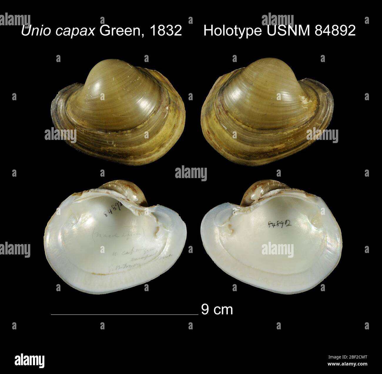 Capax hi-res stock photography and images - Alamy