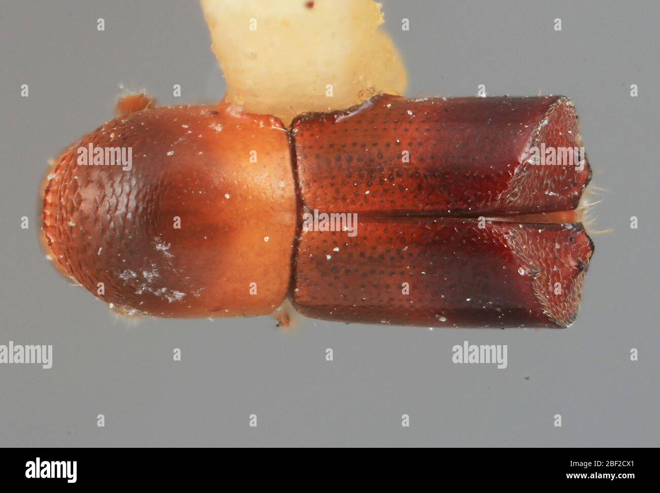 Monarthrum hi-res stock photography and images - Alamy