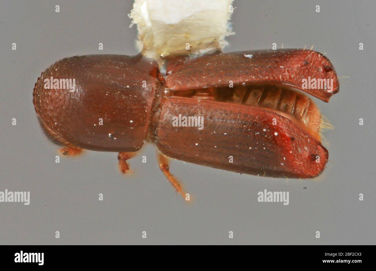 Monarthrum hi-res stock photography and images - Alamy