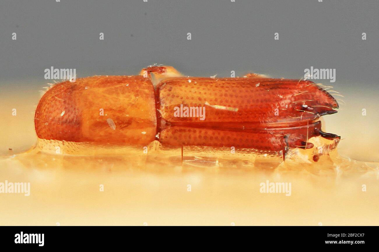 Monarthrum hi-res stock photography and images - Alamy