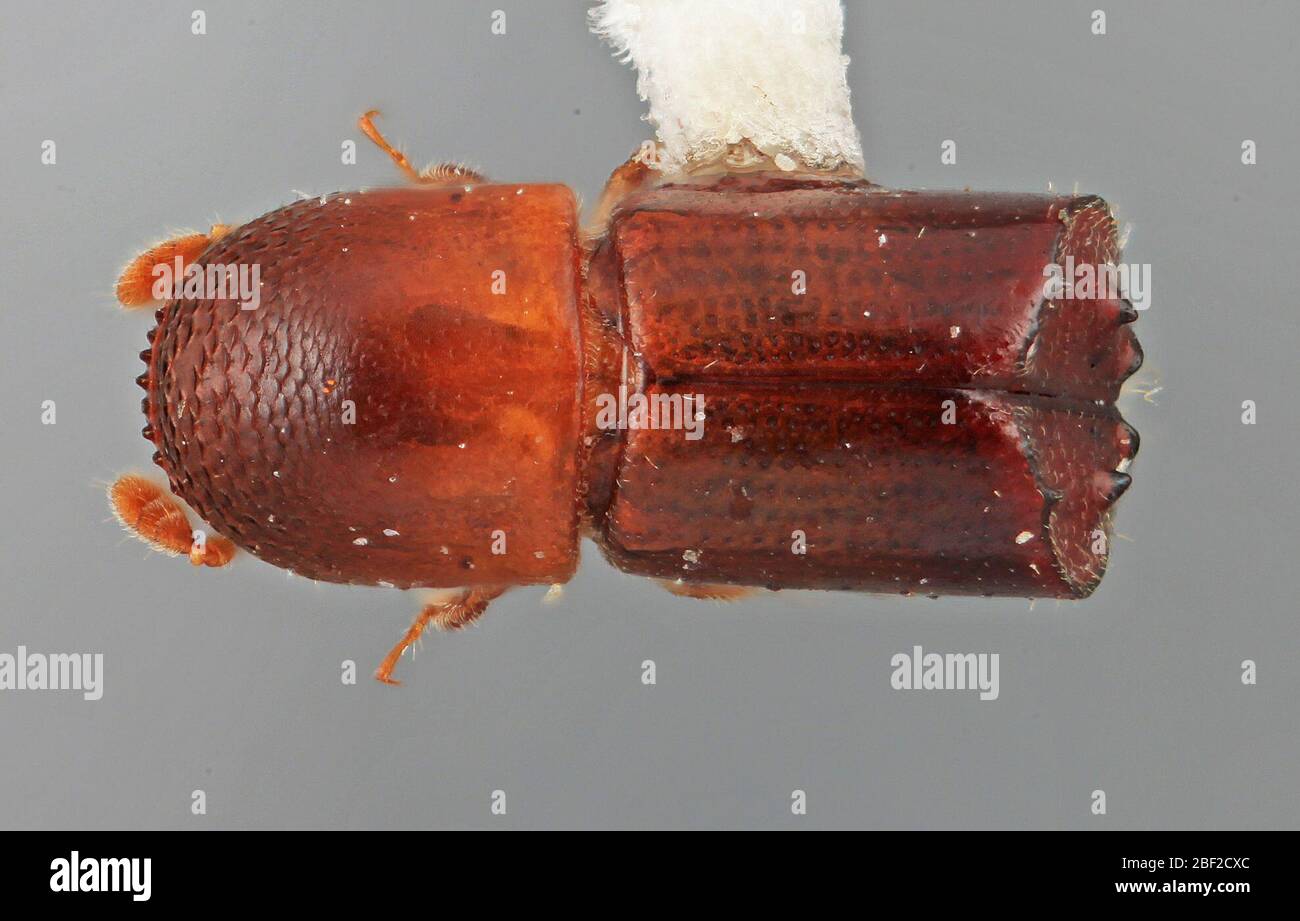 Monarthrum hi-res stock photography and images - Alamy