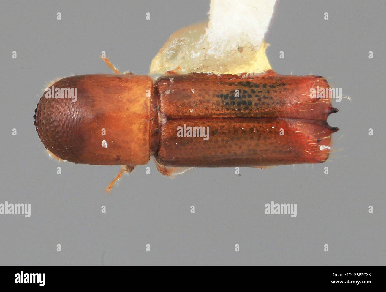 Monarthrum granulosum wood hi-res stock photography and images - Alamy