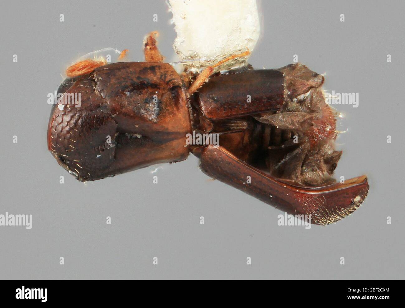 Monarthrum hi-res stock photography and images - Alamy