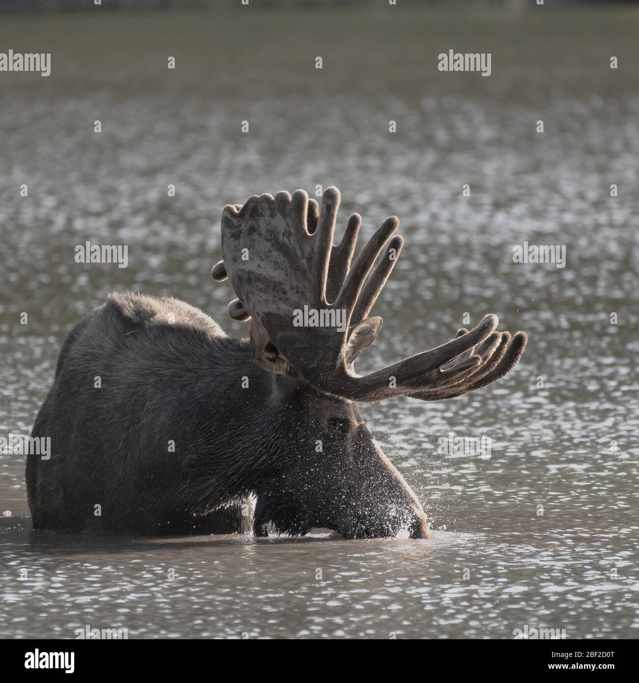 Moose Blows Mist At Water Surface in mountain lake Stock Photo - Alamy