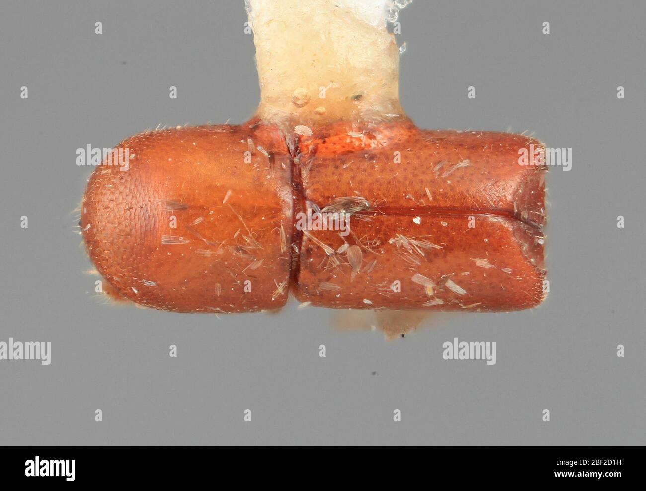 Mutilus hi-res stock photography and images - Alamy