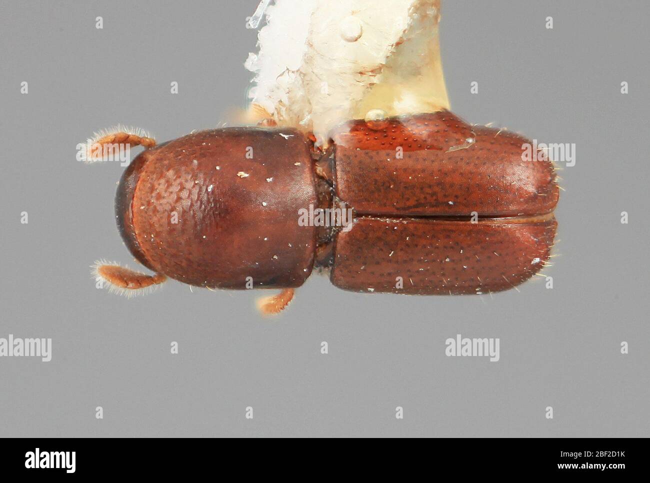 Microcorthylus contractus. LauraceaeNectandrasp.20 Jul 20171 Stock ...