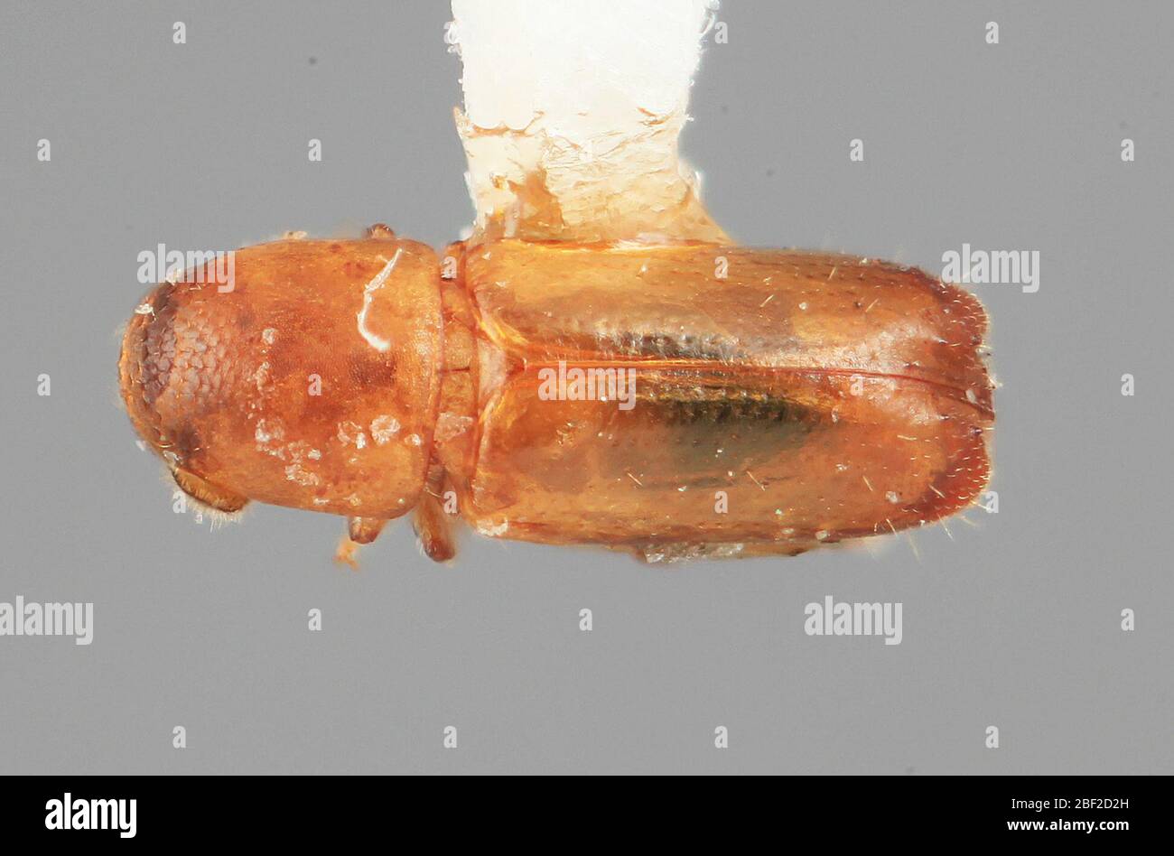 Microcorthylus dilutus. Grapterasp.20 Jul 20171 Stock Photo - Alamy