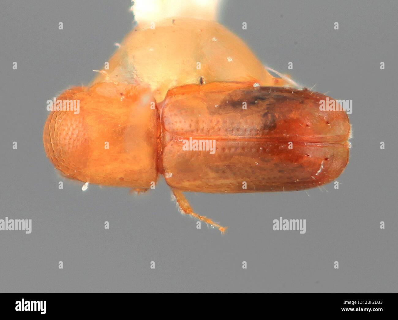 Demissus hi-res stock photography and images - Alamy