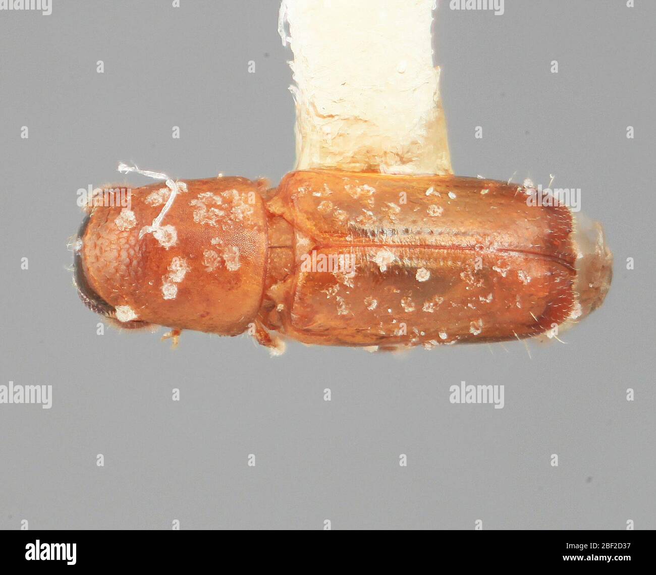 Simulans hi-res stock photography and images - Alamy