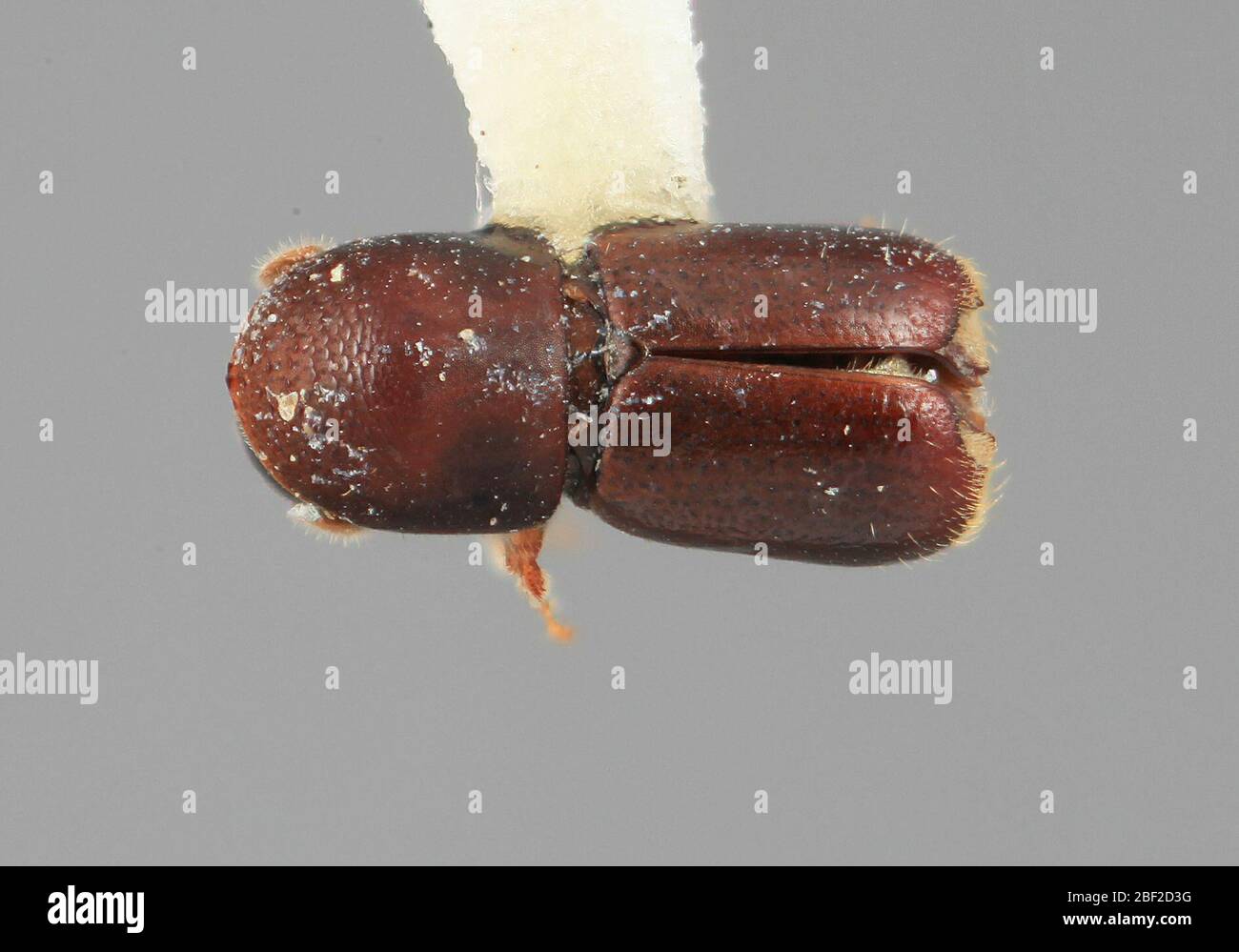 Curtus hi-res stock photography and images - Alamy