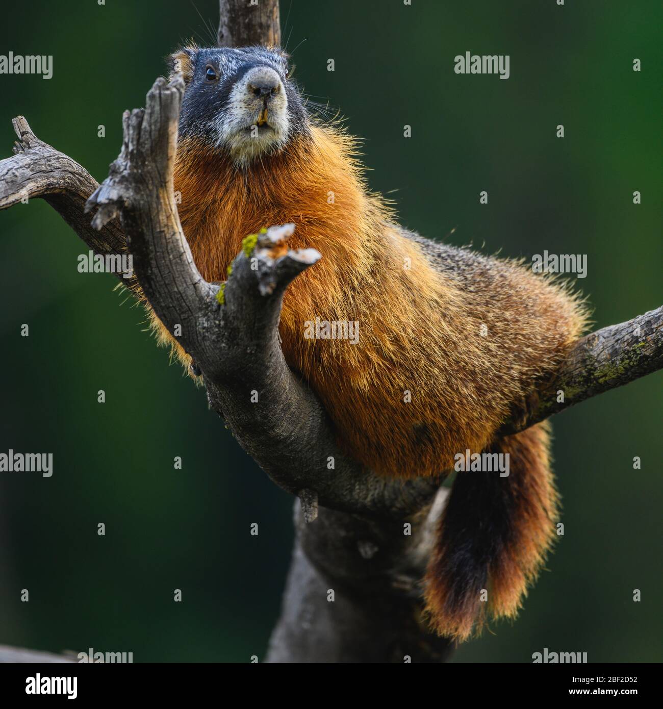 Marmot with branch hi-res stock photography and images - Alamy