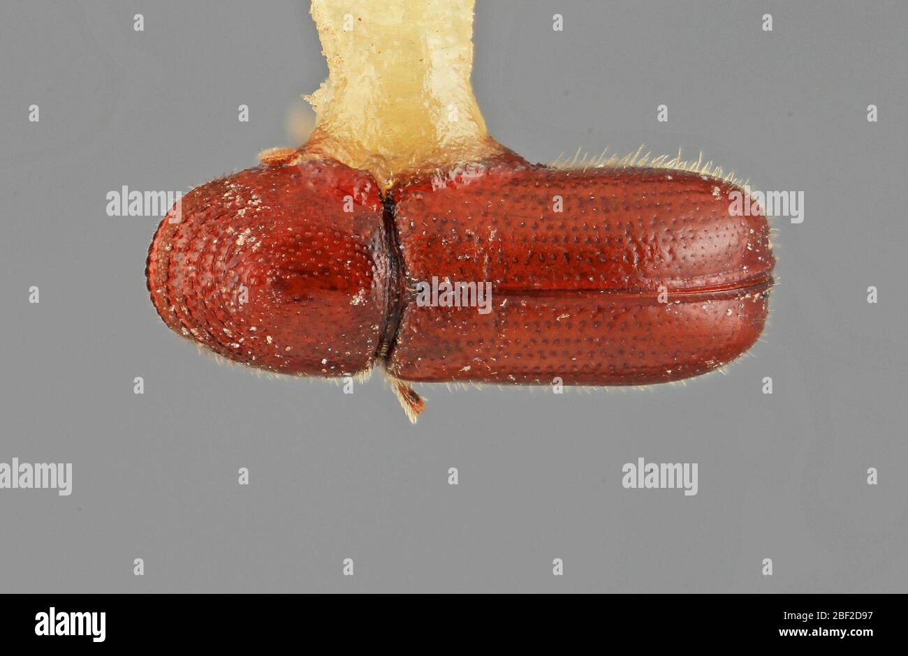 Leechi hi-res stock photography and images - Alamy