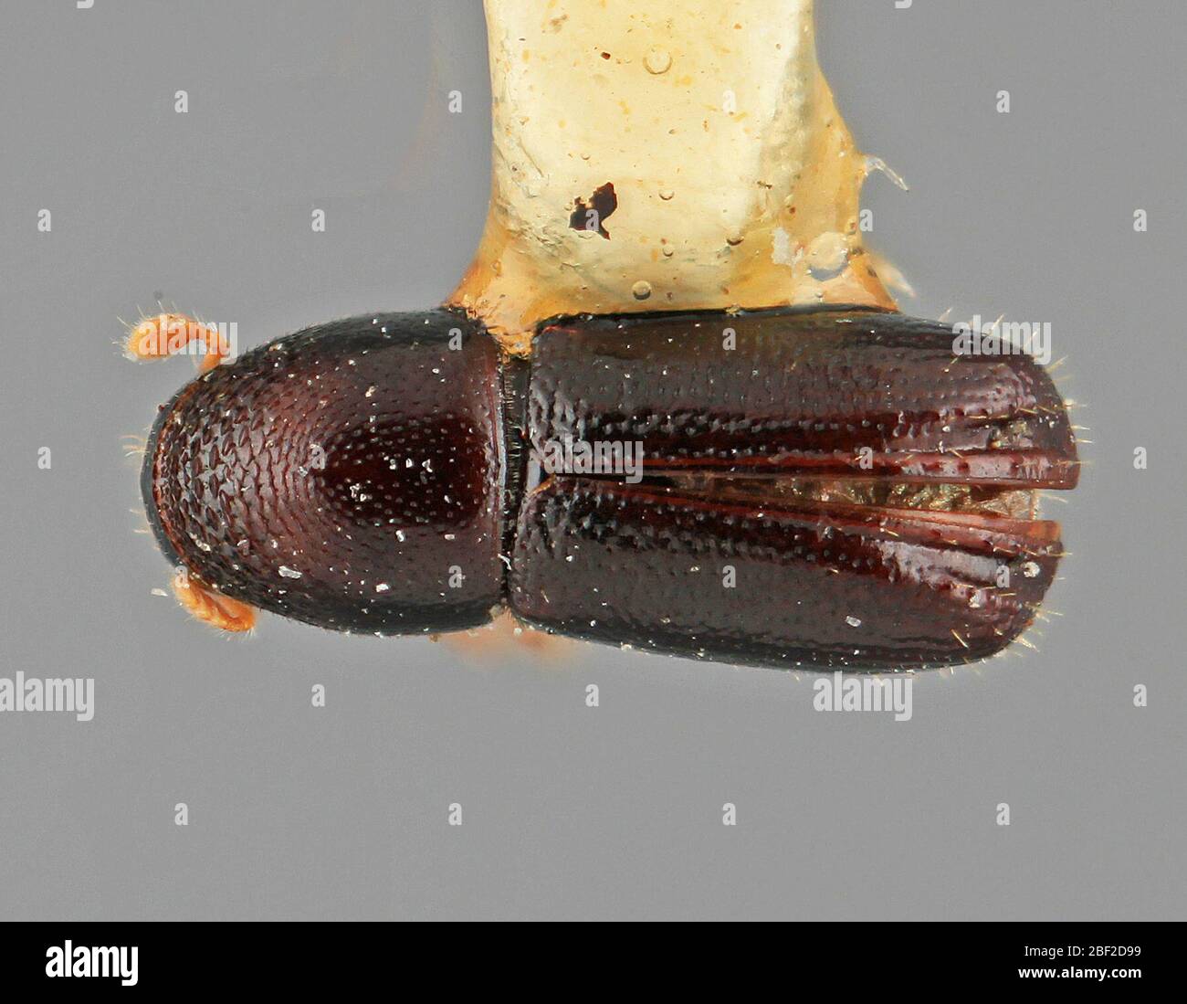 Degener hi-res stock photography and images - Alamy