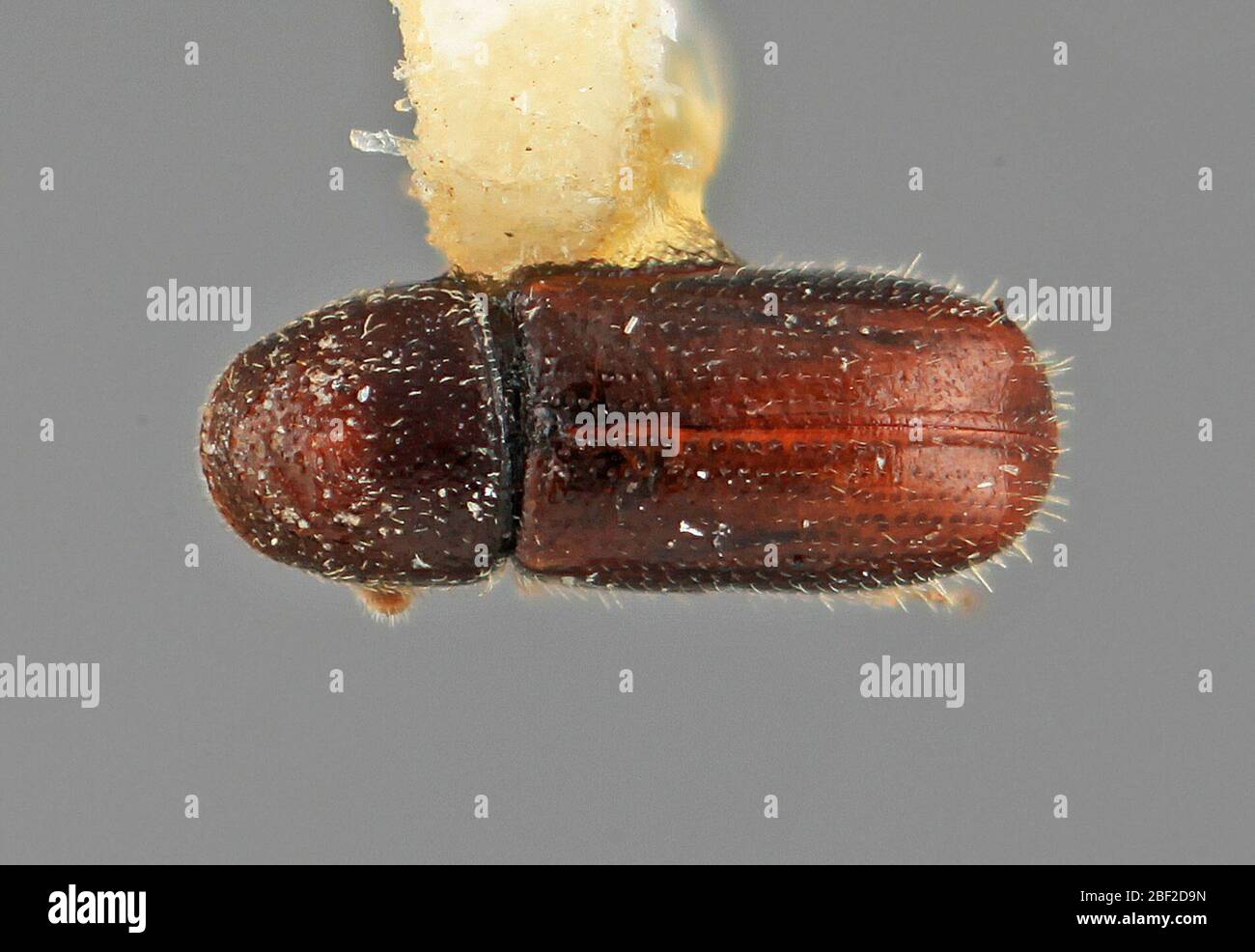 Festus hi-res stock photography and images - Alamy