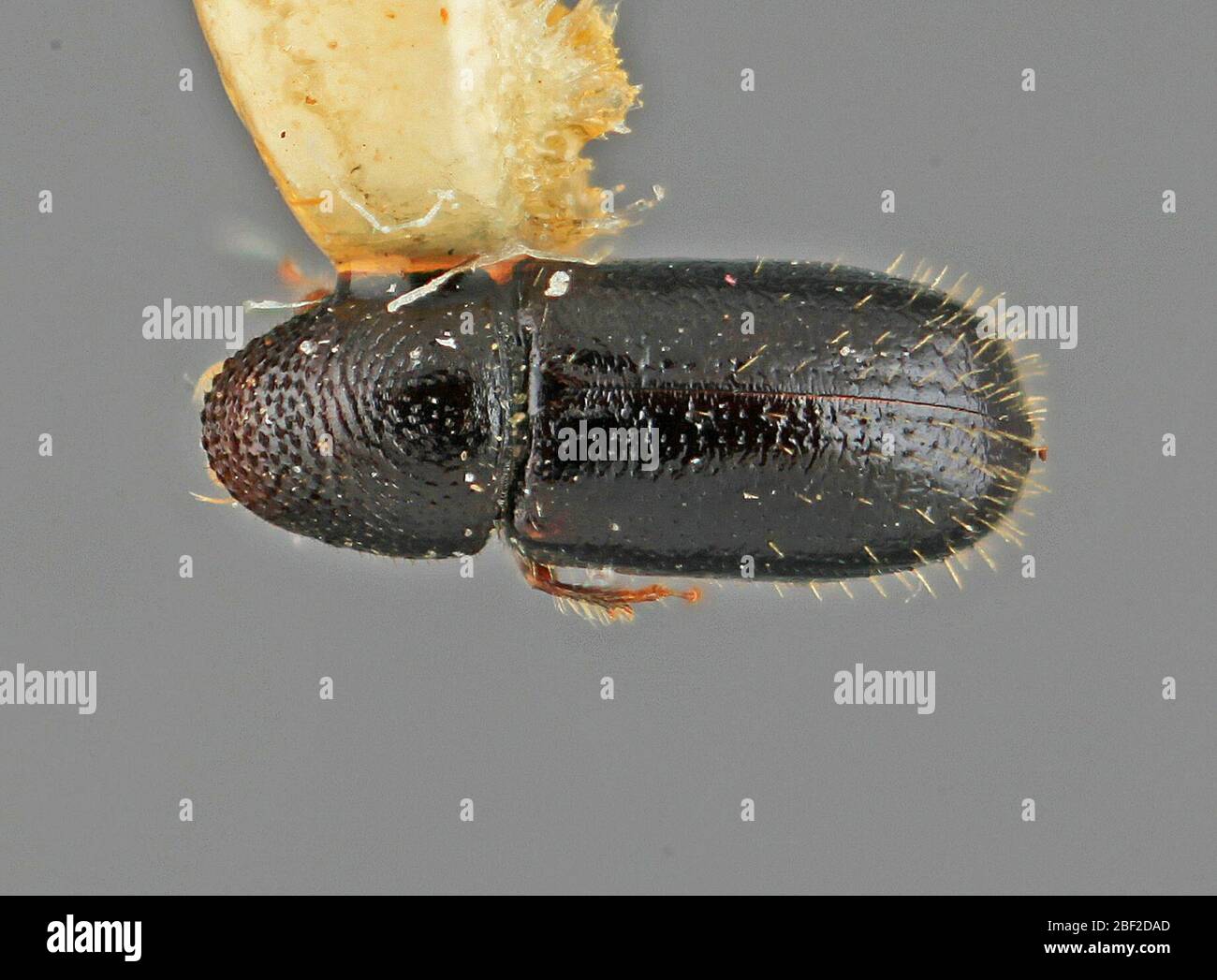 Laetus hi-res stock photography and images - Alamy