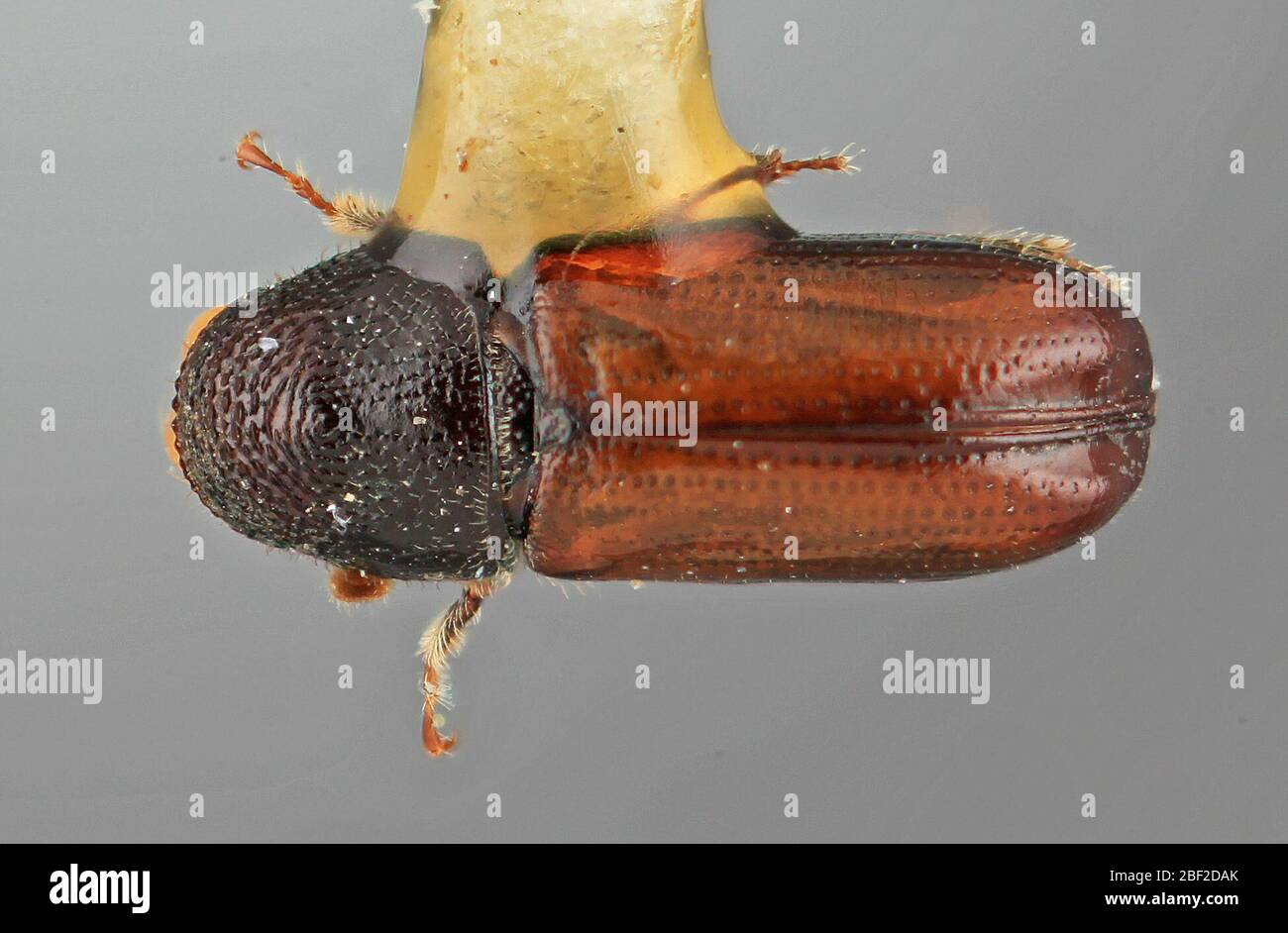 Pityophthorus elatinus. PinaceaeAbiesreligiosa20 Jul 20171 Stock Photo ...