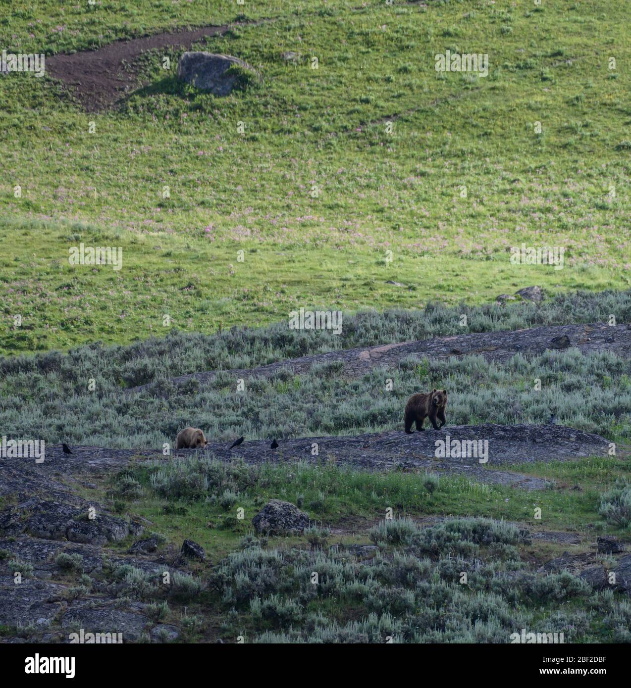 Grizzly bear looks back hi-res stock photography and images - Alamy