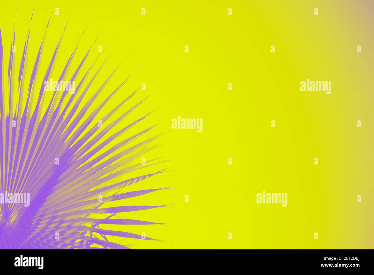 Violet palm leaves on vivid yellow background. Minimal concept, copy ...