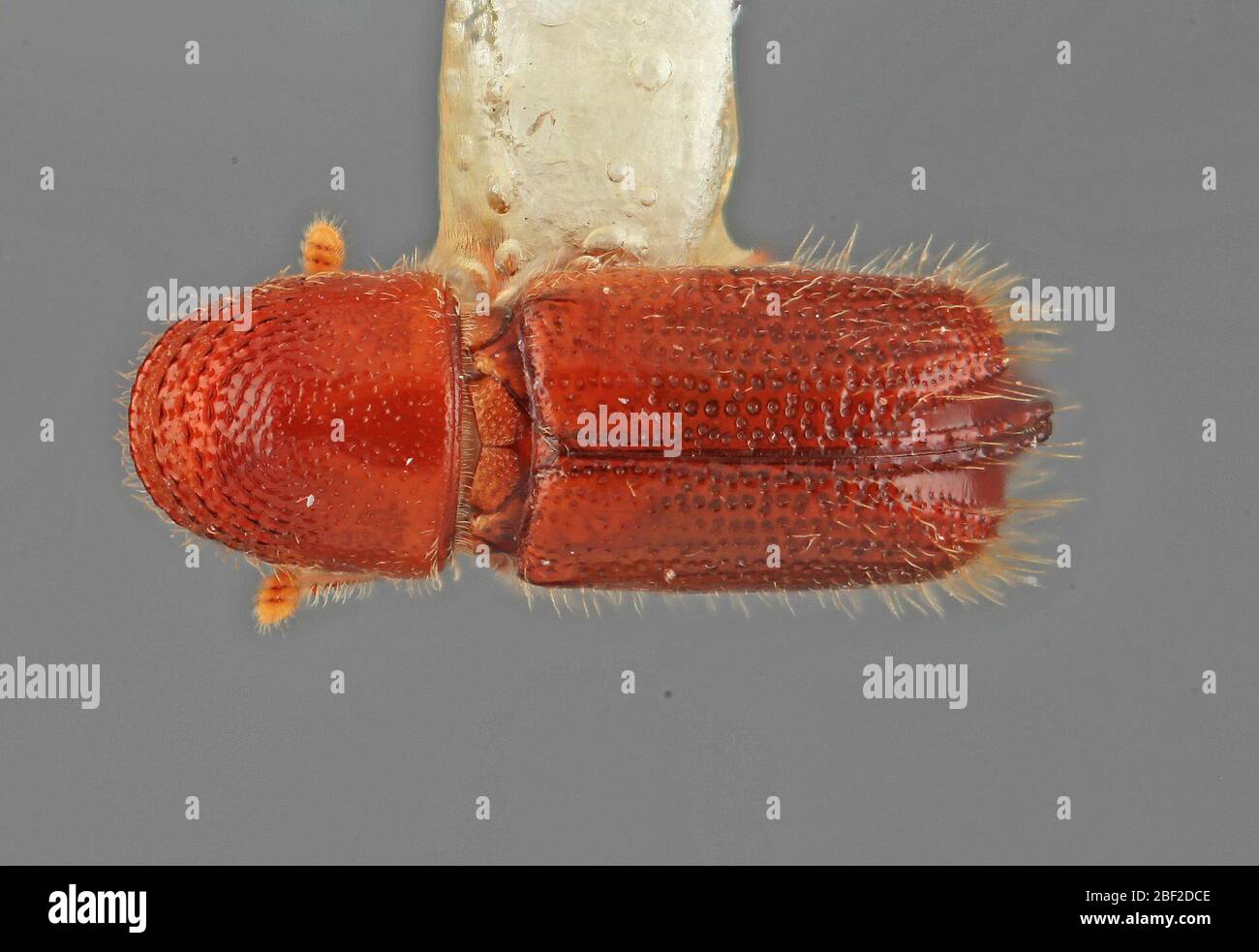 Rubidus hi-res stock photography and images - Alamy