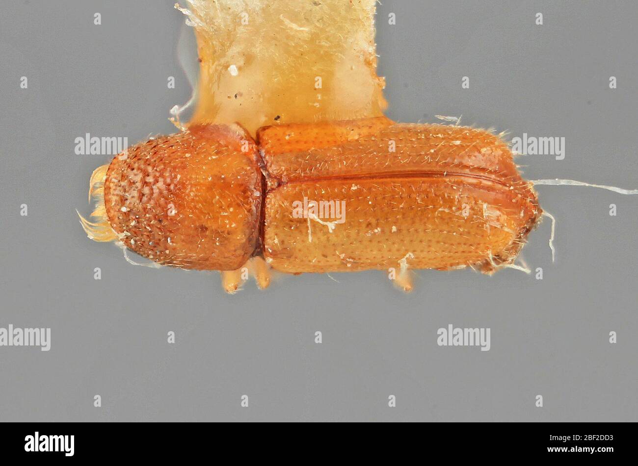 Pityophthorus delicatus. PinaceaePinussp.20 Jul 20171 Stock Photo - Alamy