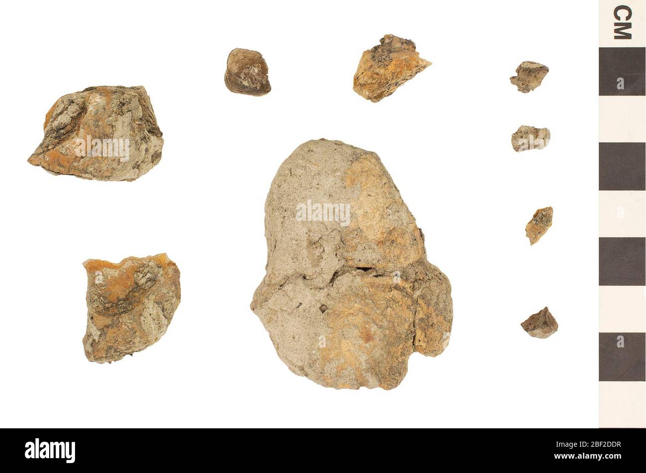 Coprolite hi-res stock photography and images - Alamy