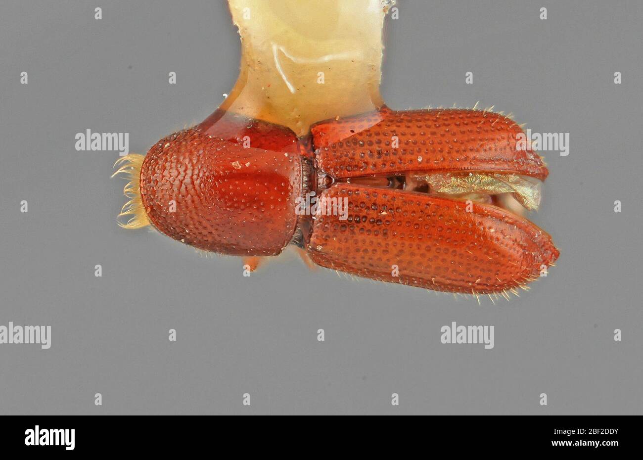 Minatus hi-res stock photography and images - Alamy