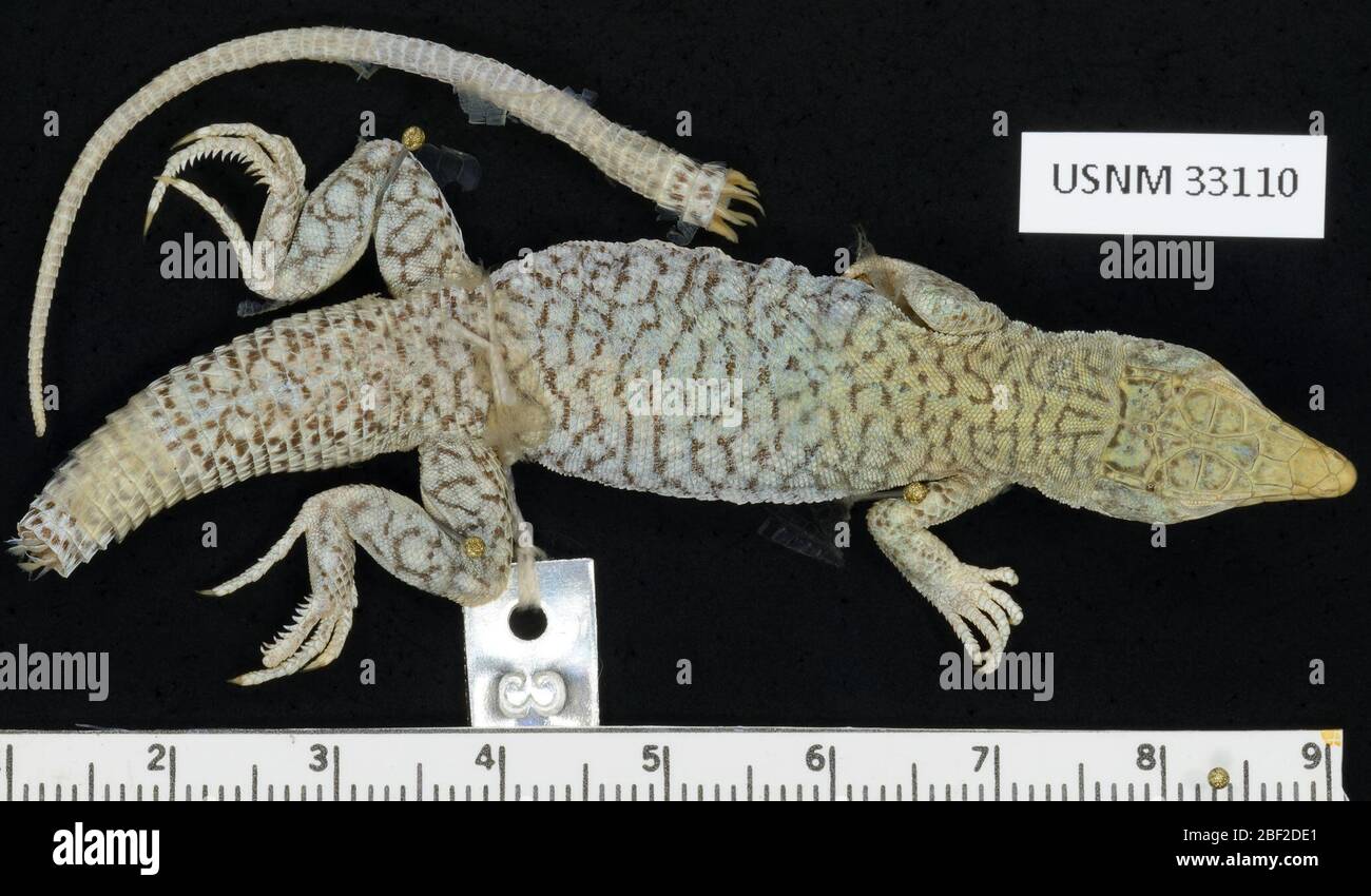 Acanthodactylus hi-res stock photography and images - Alamy