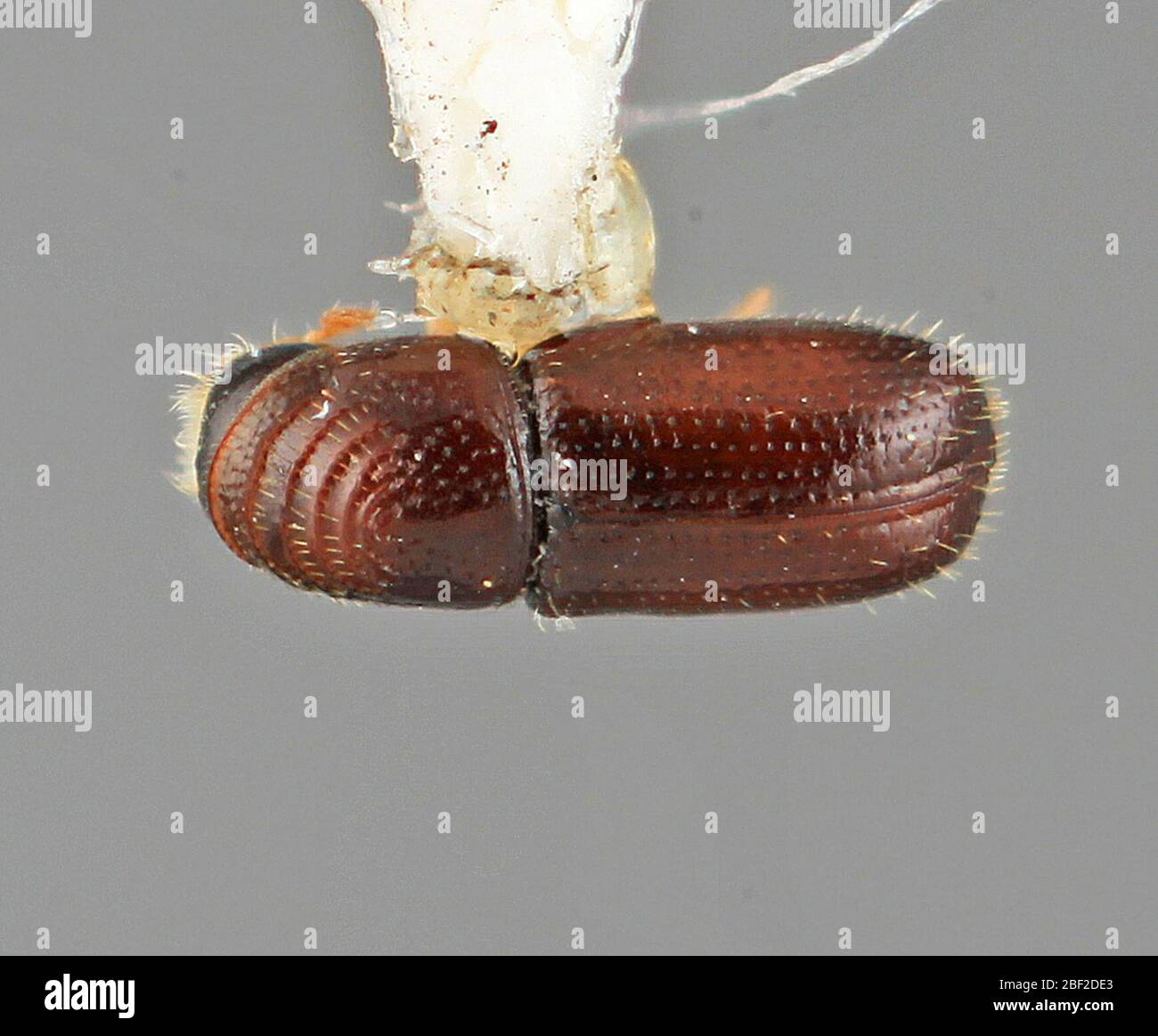 Pityophthorus hi-res stock photography and images - Alamy