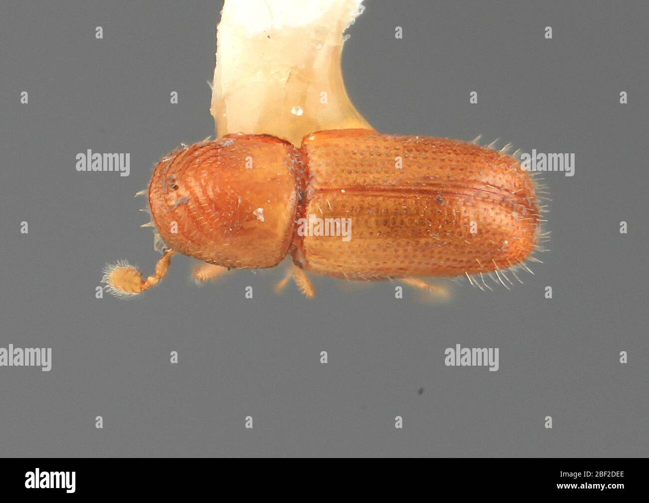 Strictus hi-res stock photography and images - Alamy