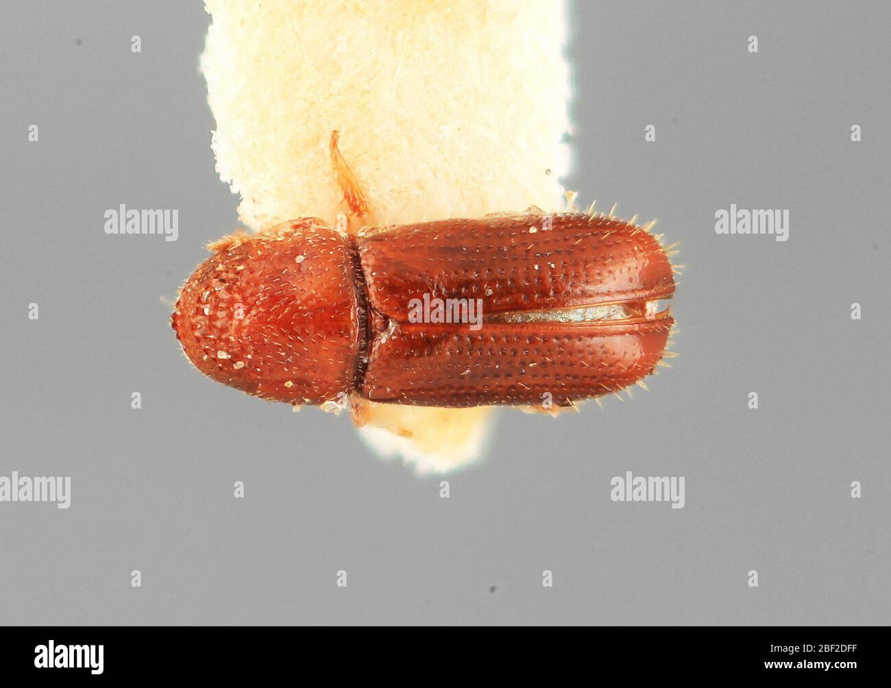 Chilgoza hi-res stock photography and images - Alamy