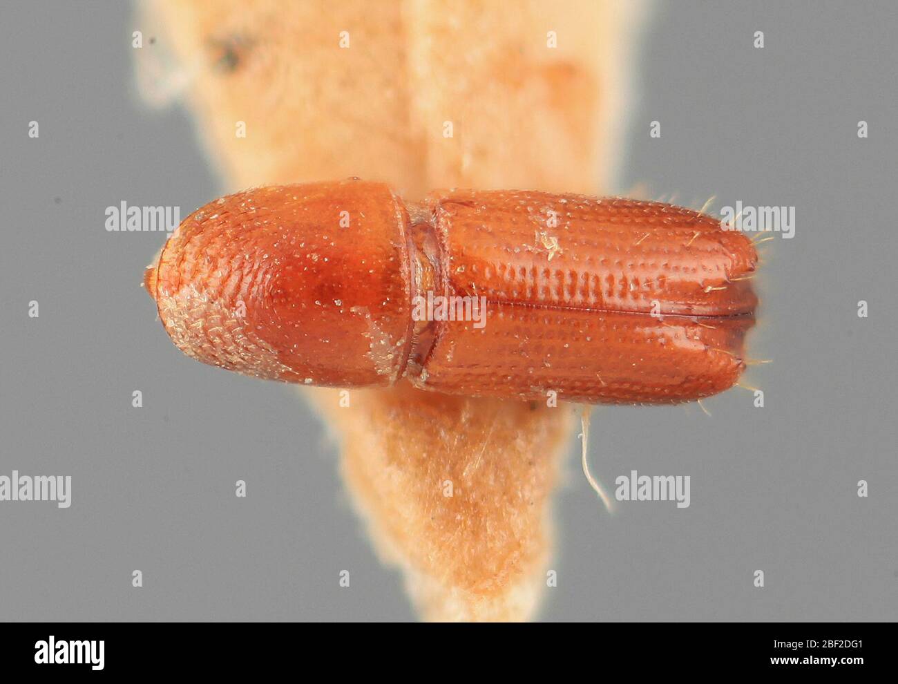 Pityophthorus hi-res stock photography and images - Alamy