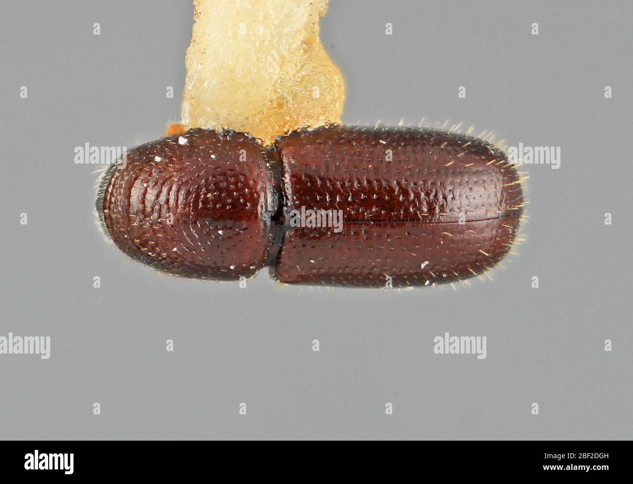 Consobrinus hi-res stock photography and images - Alamy