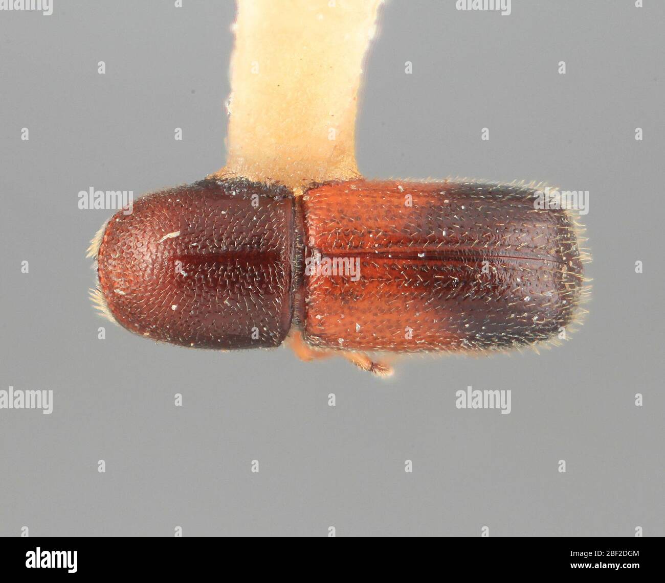 Delicatus hi-res stock photography and images - Alamy