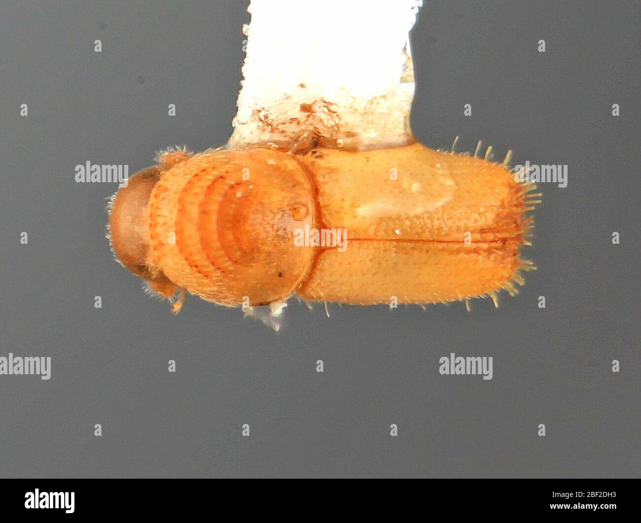 Pityophthorus hi-res stock photography and images - Alamy