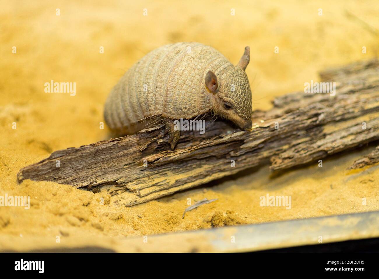 Dasypodidae family hi-res stock photography and images - Alamy