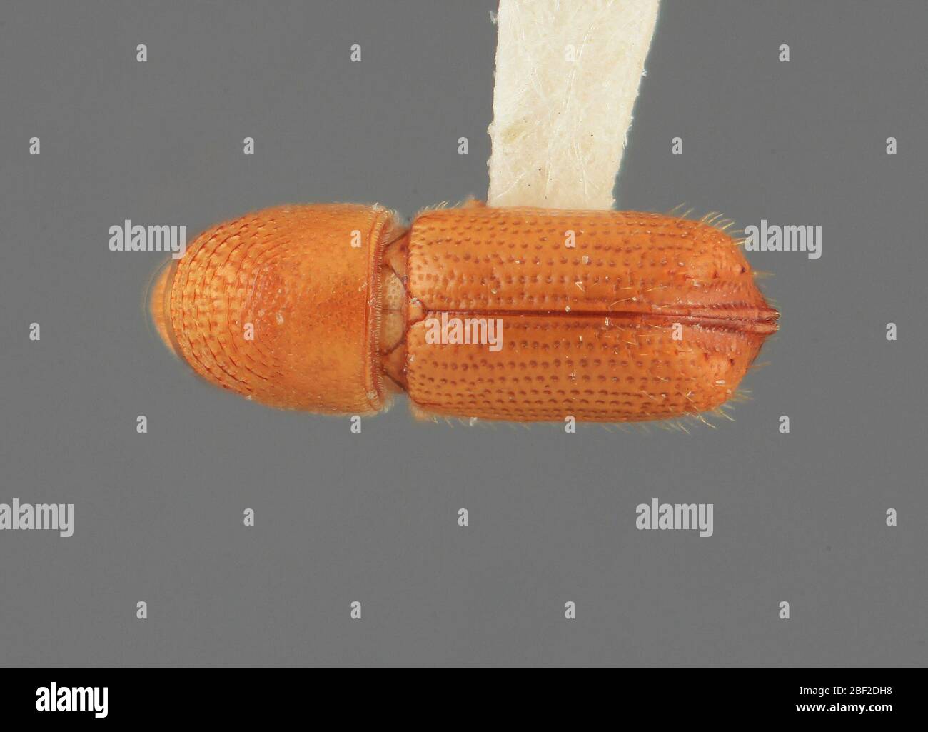 Concinnus hi-res stock photography and images - Alamy