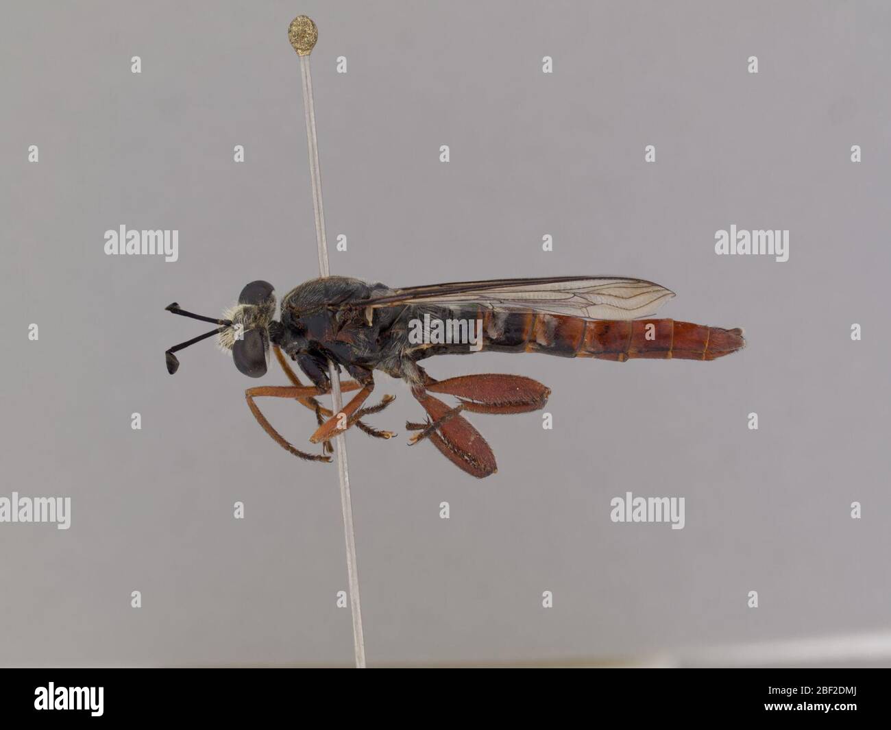 Miltinus stenogaster hi-res stock photography and images - Alamy
