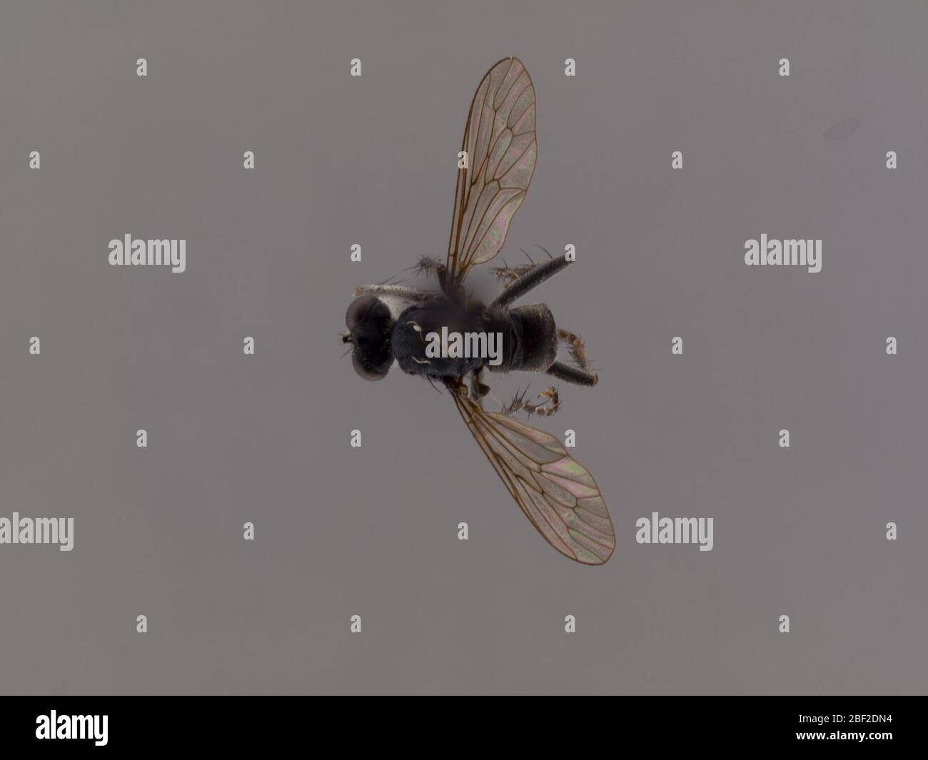 Trivittatus hi-res stock photography and images - Alamy