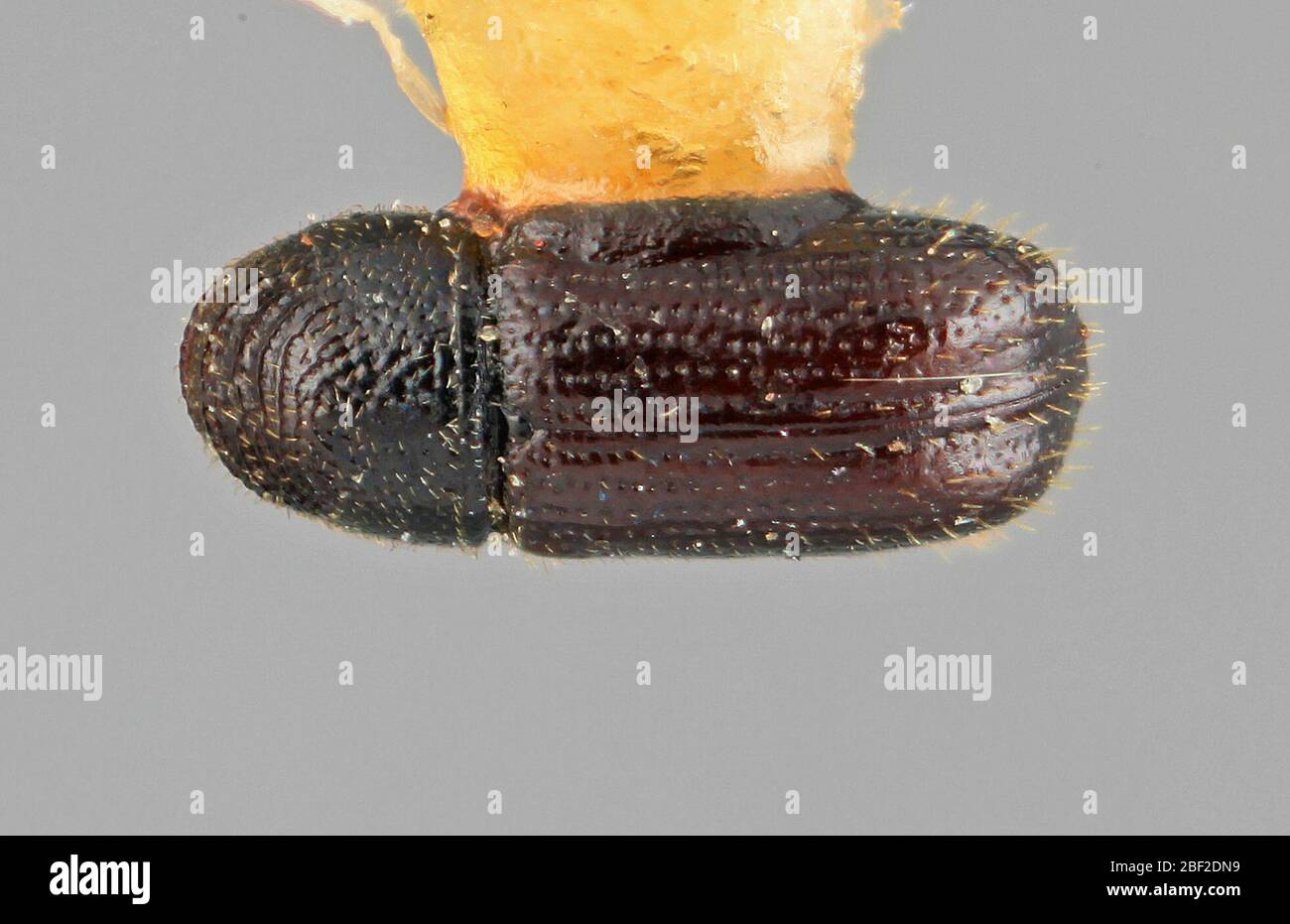 Pityophthorus hi-res stock photography and images - Alamy