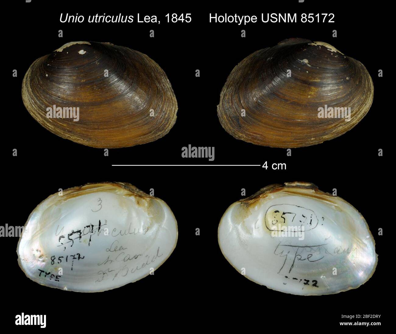 Utriculus hi-res stock photography and images - Alamy