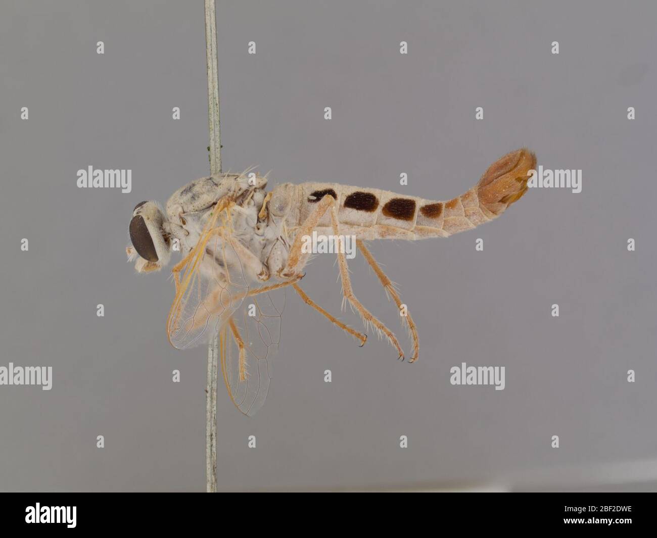 Apiocera hi-res stock photography and images - Alamy