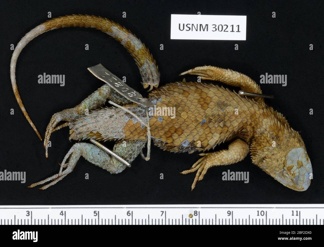 Sceloporus formosus. 28 Sep 20151 Stock Photo - Alamy