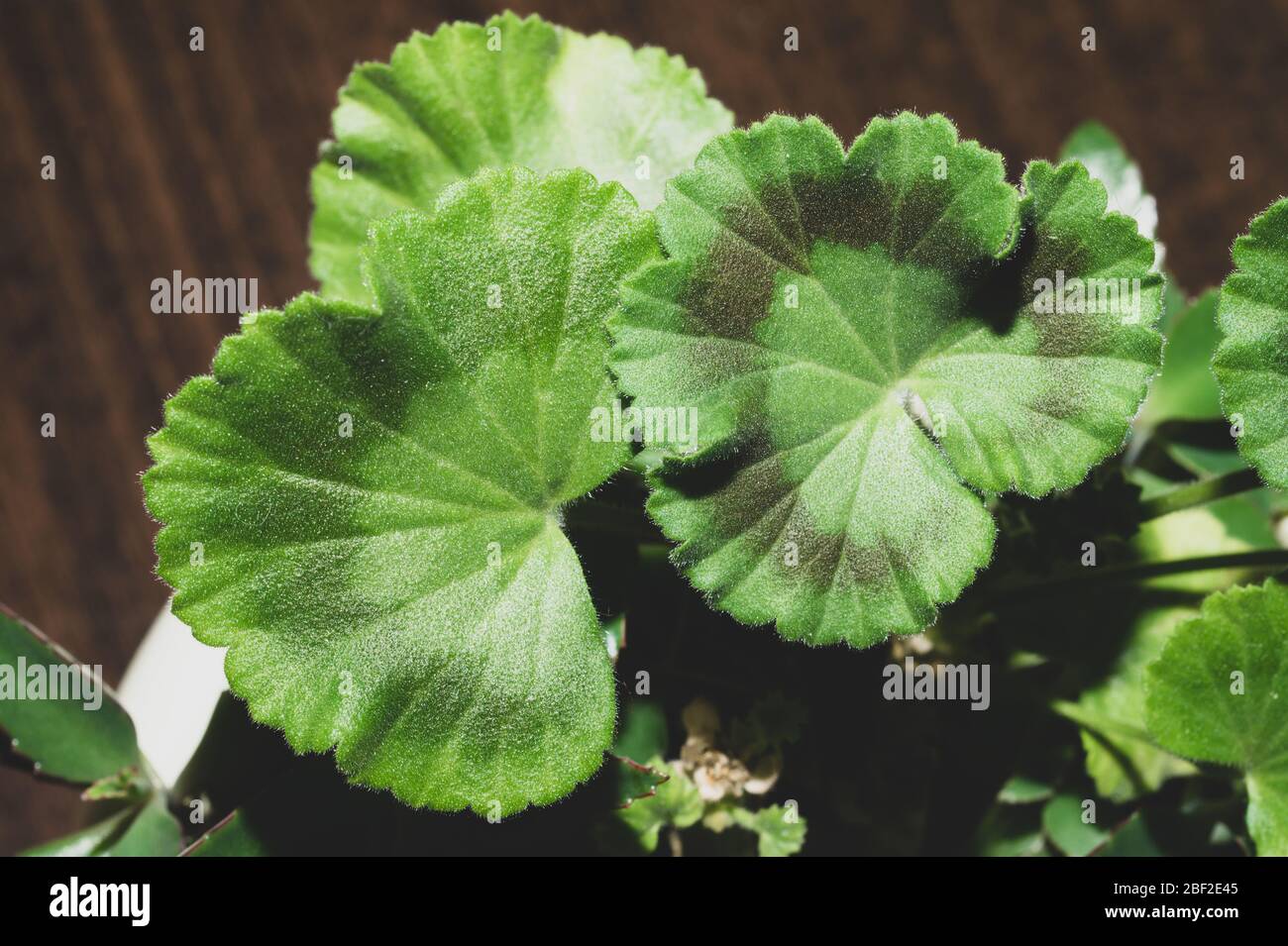 Green leaves of houseplant close up. nature background with home plants ...
