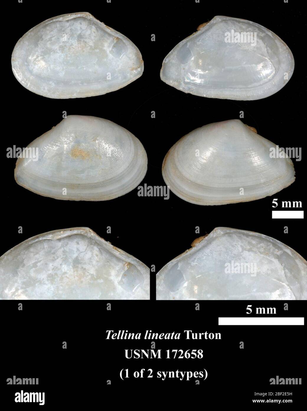 Tellina lineata hi-res stock photography and images - Alamy