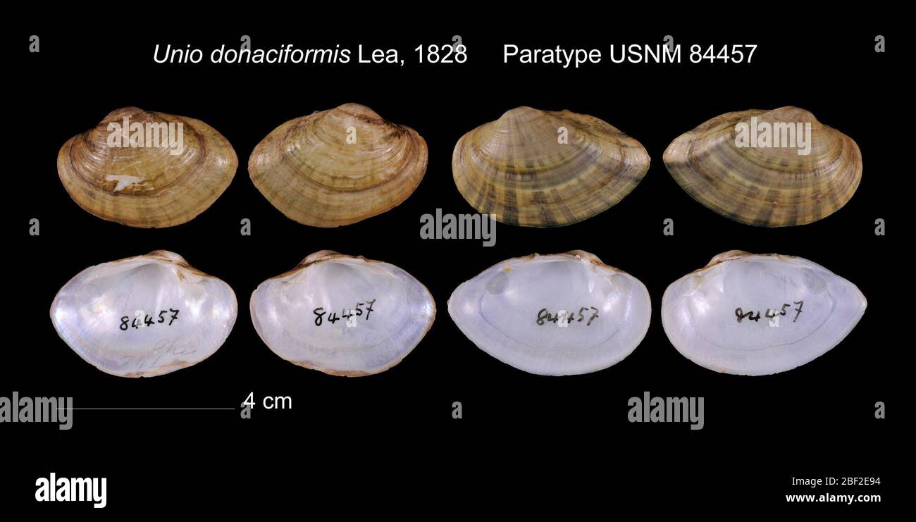 Aquatic invertebrate hi-res stock photography and images - Alamy